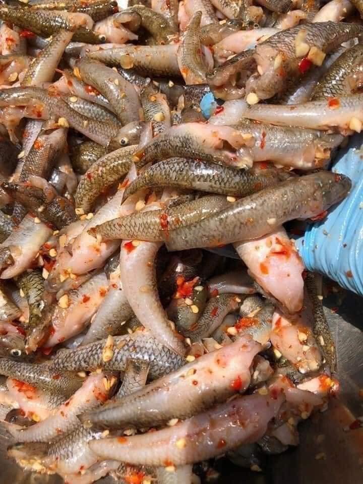 cá bống bán sỉ - Tinicart.vn - Sàn đăng tin mua bán Nông sản giá sỉ